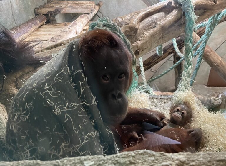 Río Safari Elche - Zoológico y parque acuático | Alicante