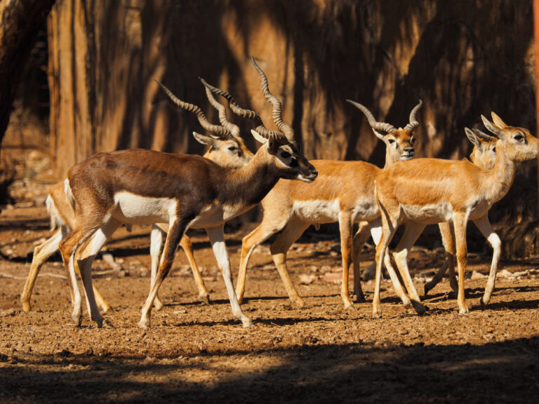 Mammals - Río Safari Elche