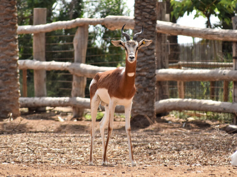 Mammals - Río Safari Elche
