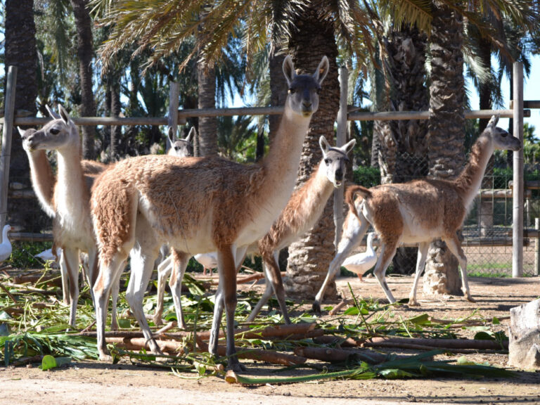 Mammals - Río Safari Elche