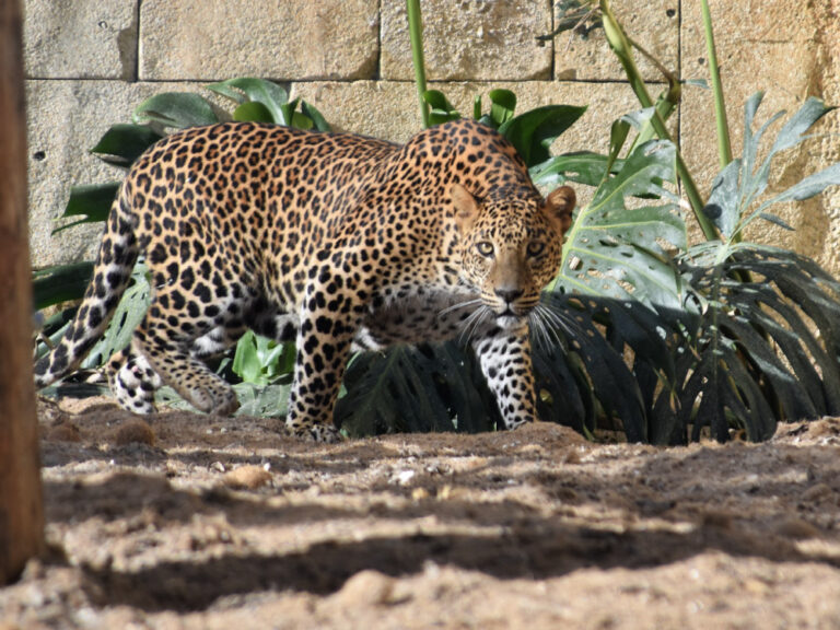 Mammals - Río Safari Elche