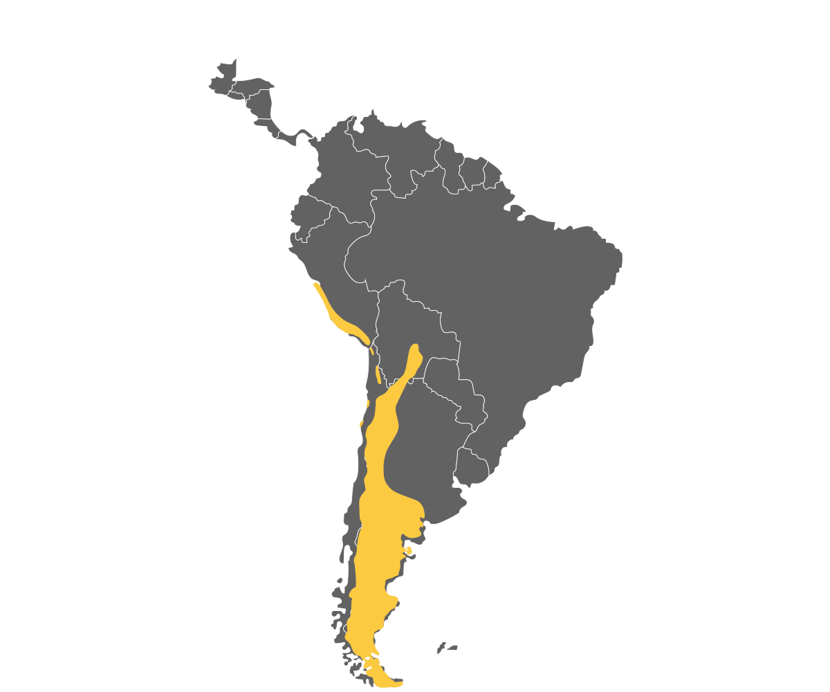 Guanaco - Río Safari Elche