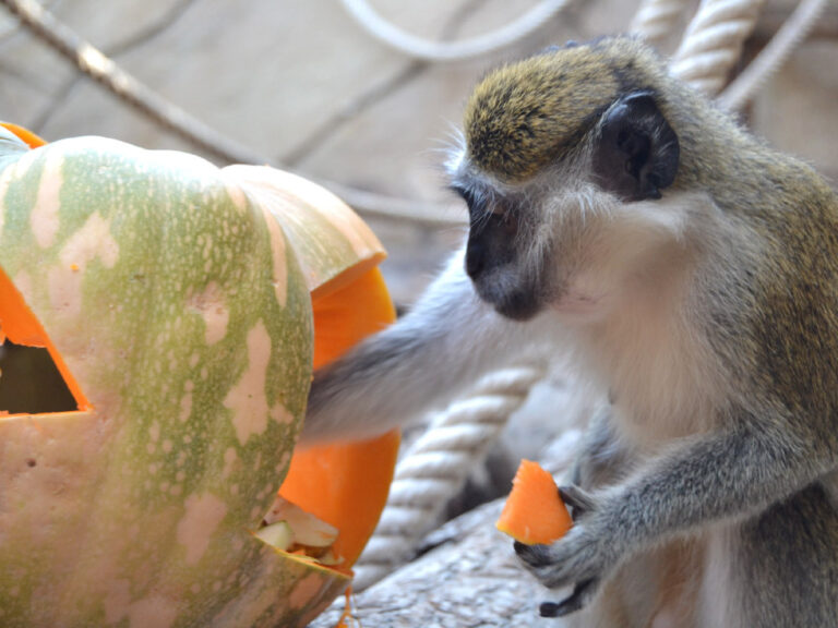 Mamíferos – Río Safari Elche