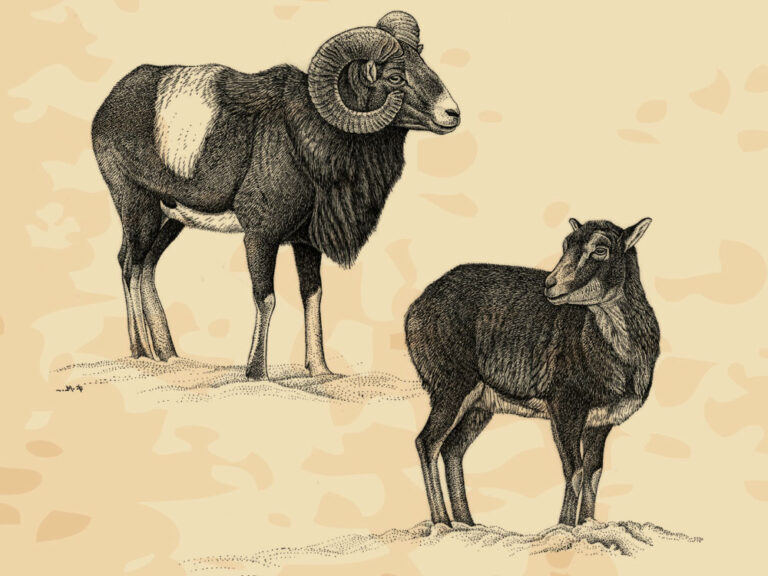 Mamíferos – Río Safari Elche