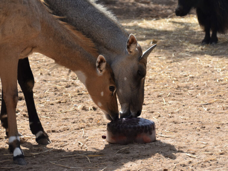 Mammals - Río Safari Elche