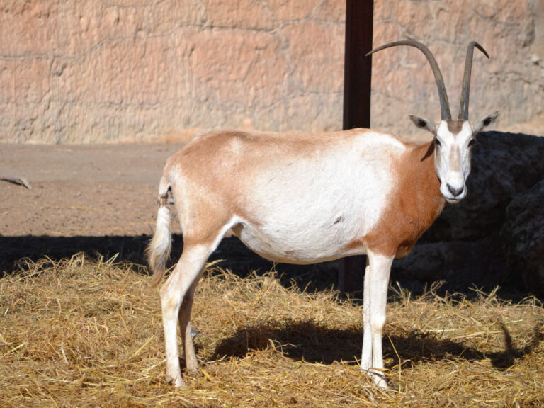 Mammals - Río Safari Elche