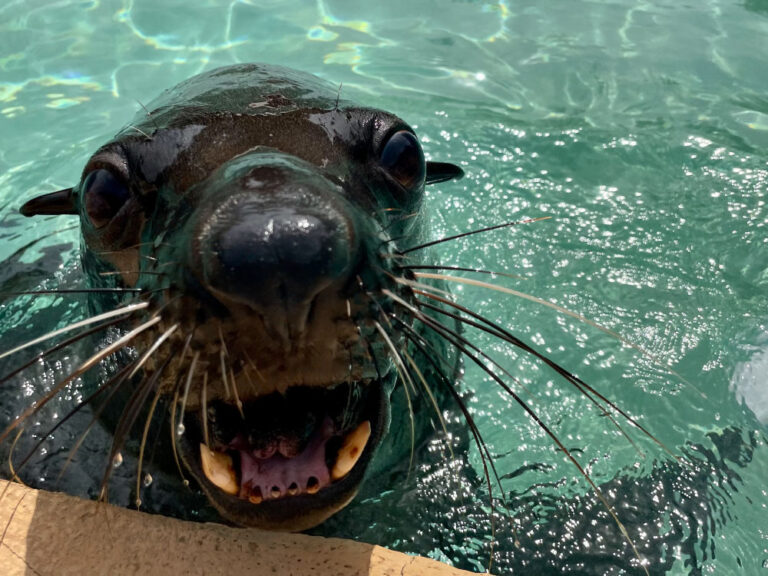 Mamíferos – Río Safari Elche