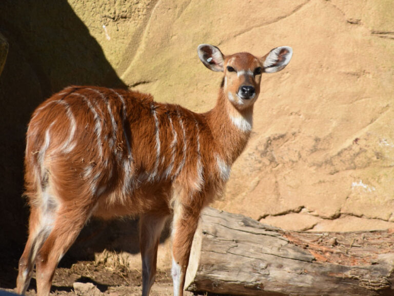 Mammals - Río Safari Elche