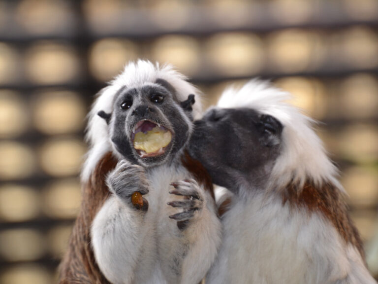 Mammals - Río Safari Elche