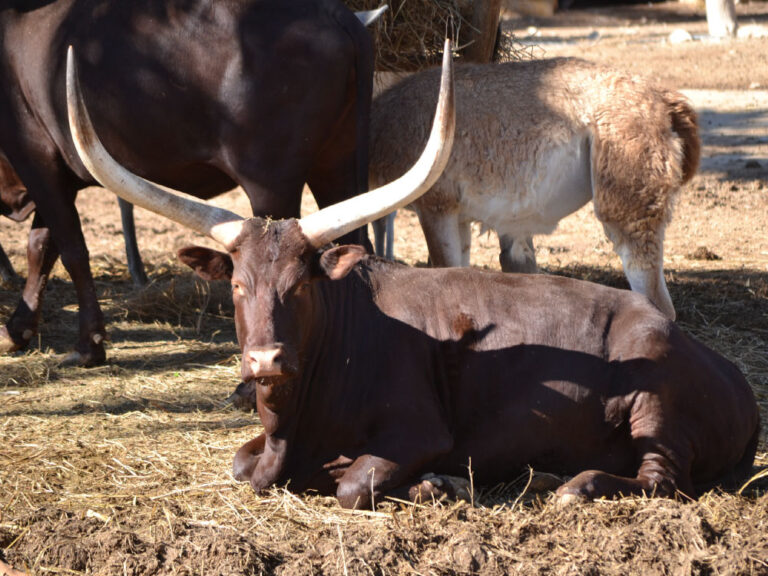 Mammals - Río Safari Elche