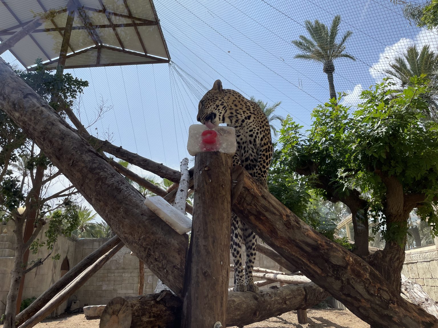 Celebración de dos cumpleaños - Río Safari Elche