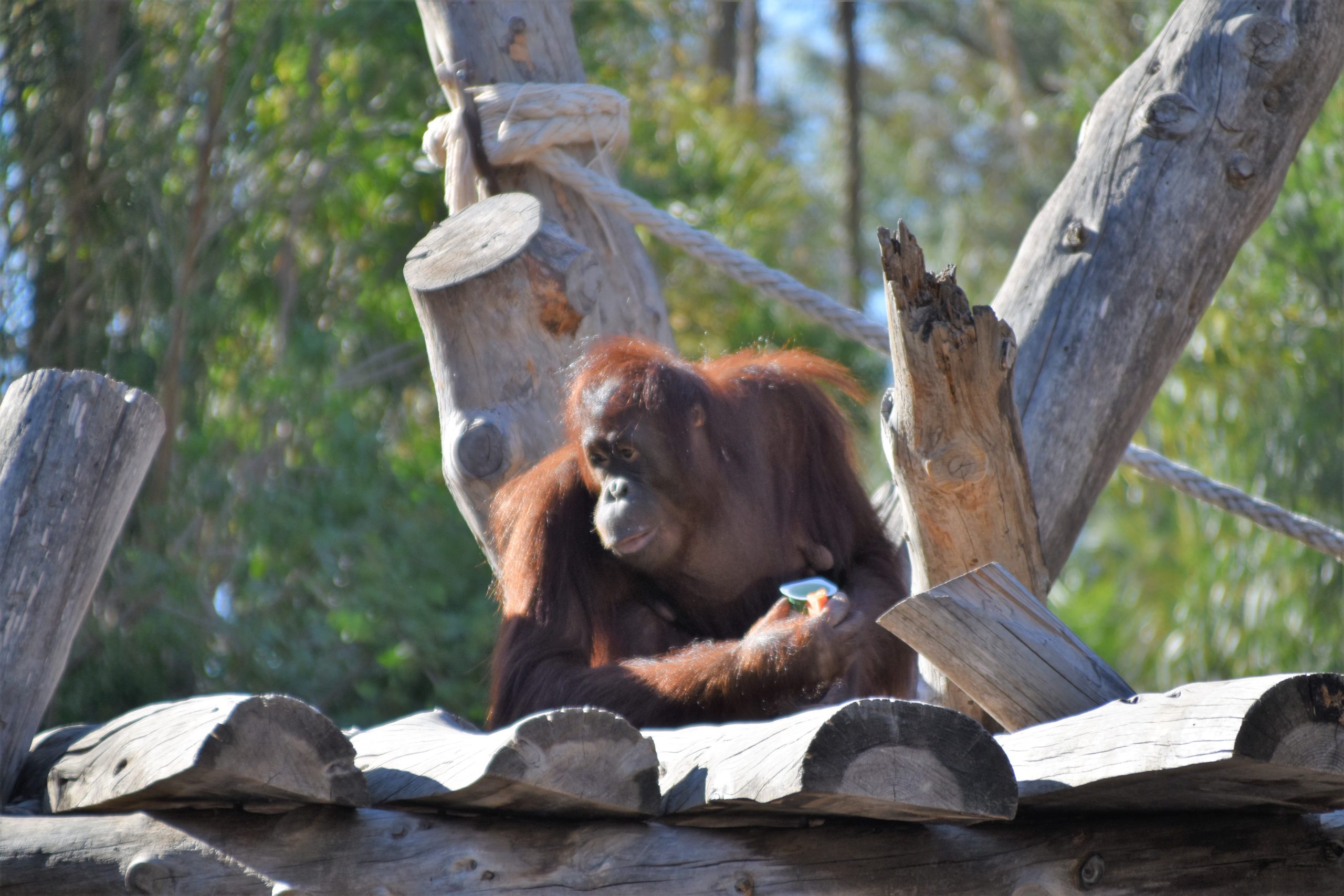 Indah-Tessa cumple 13 años - Río Safari Elche
